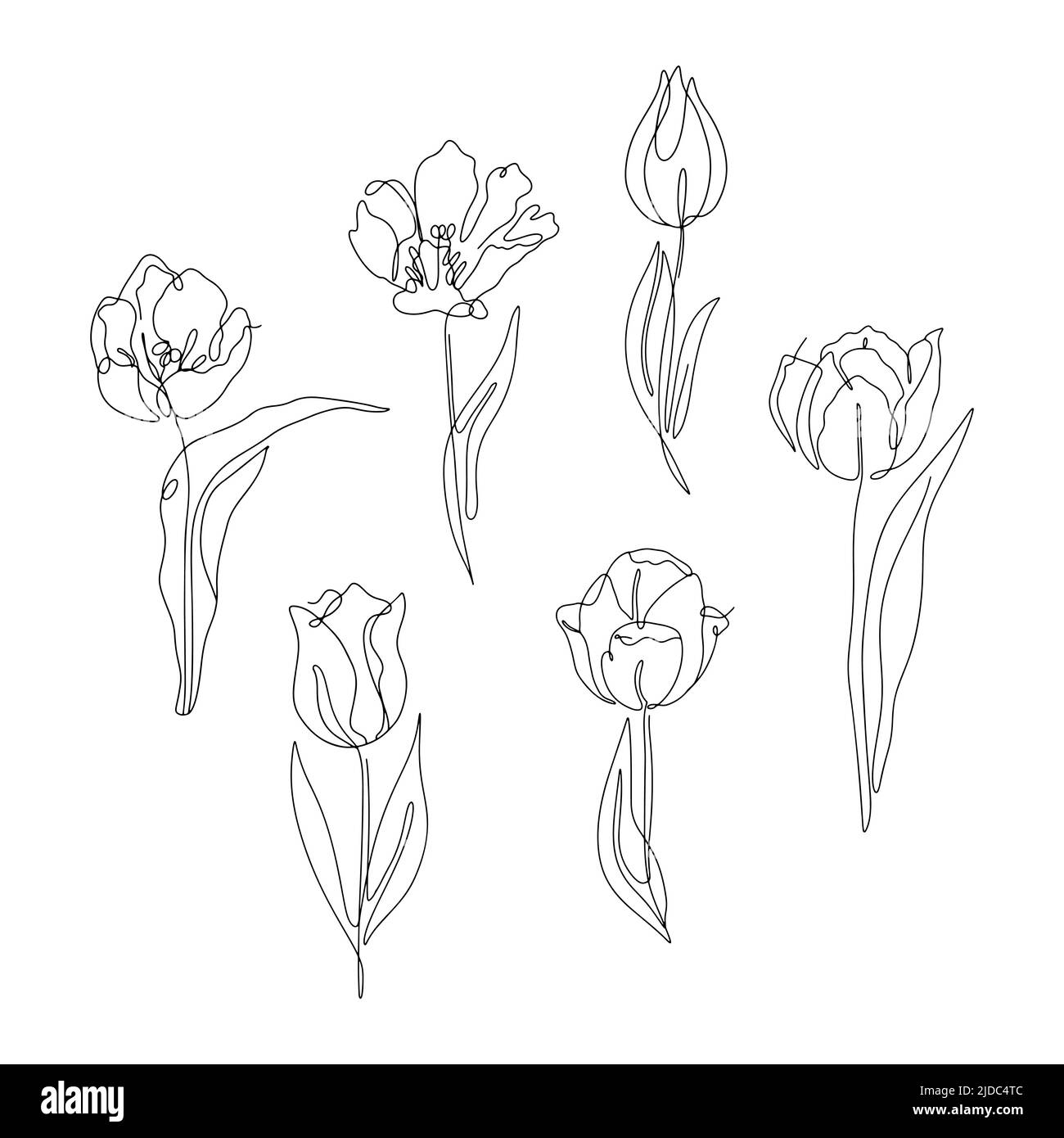How To Draw An Open Tulip