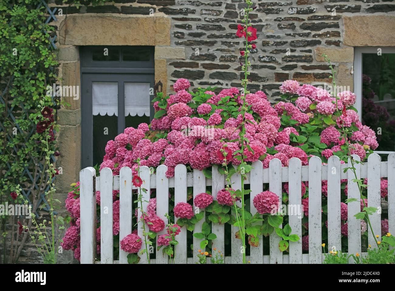 France, Manche Massive hydrangea in bloom, in front of a house facade ...