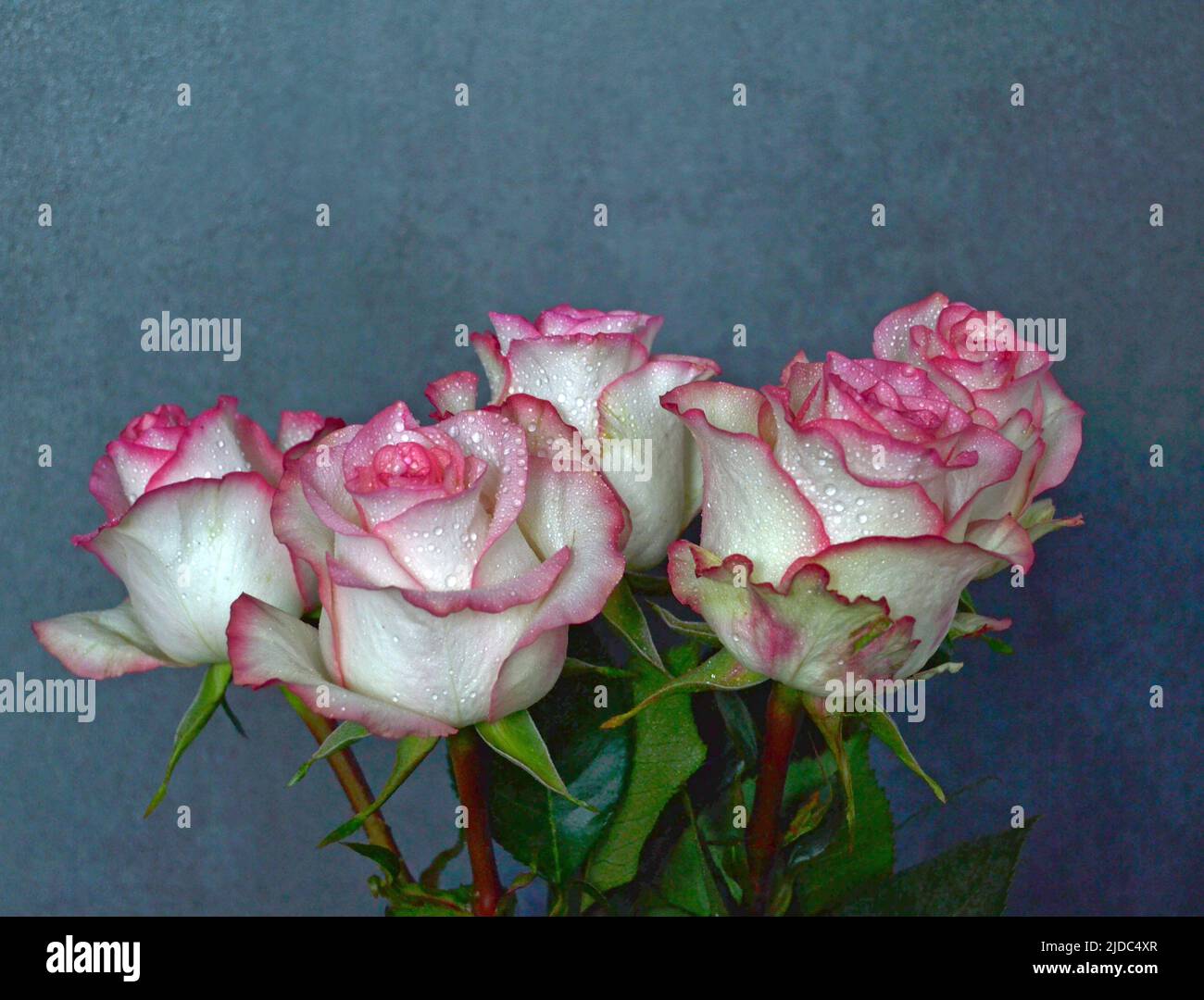 Pink Roses On Wood Background Mothers Day Roses Bouquet Of Pink Roses