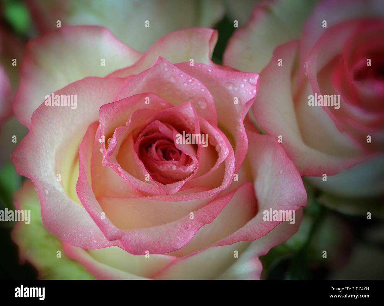 Pink Roses On Wood Background Mothers Day Roses Bouquet Of Pink Roses