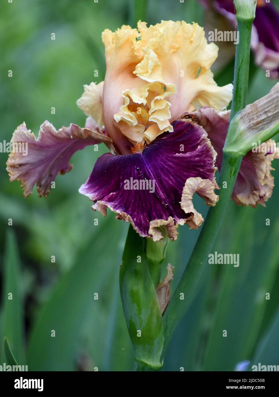 Garden with a ruffled bearded iris in bloom Stock Photo - Alamy