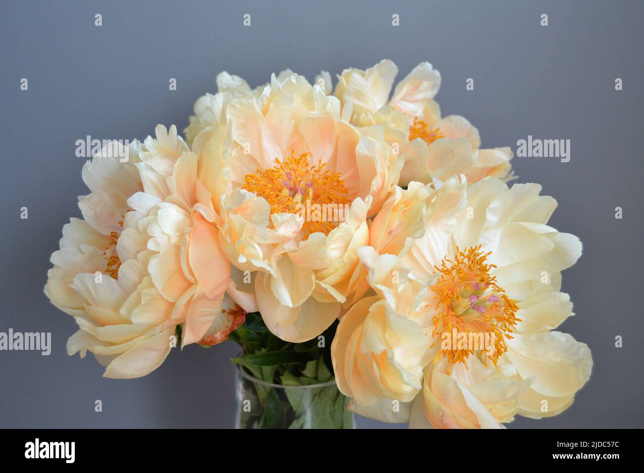 Bouquet of five yellow peonies with stems and green leaves in close up ...