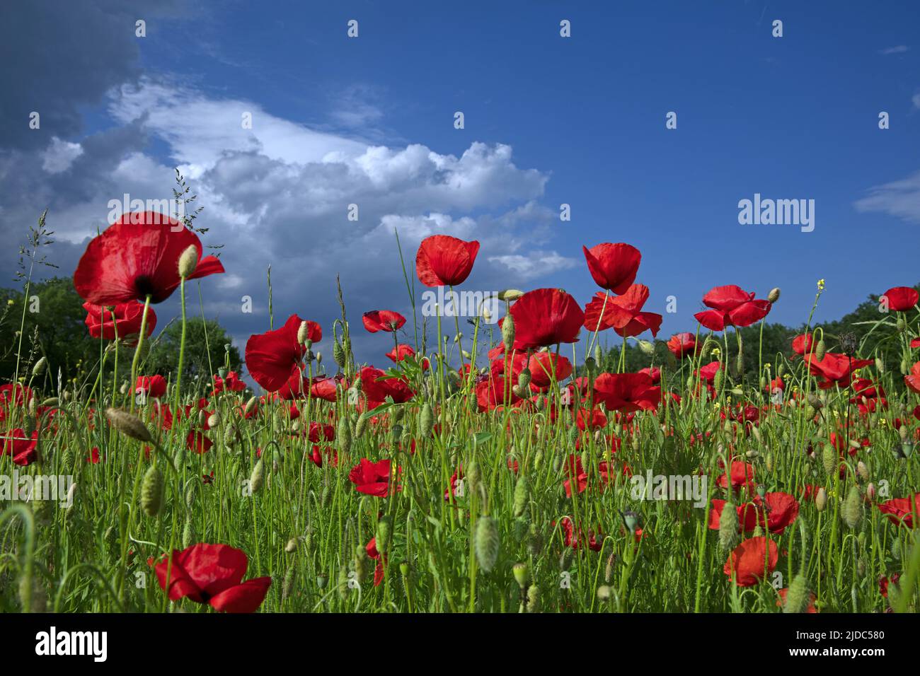 France, poppy flower Stock Photo - Alamy