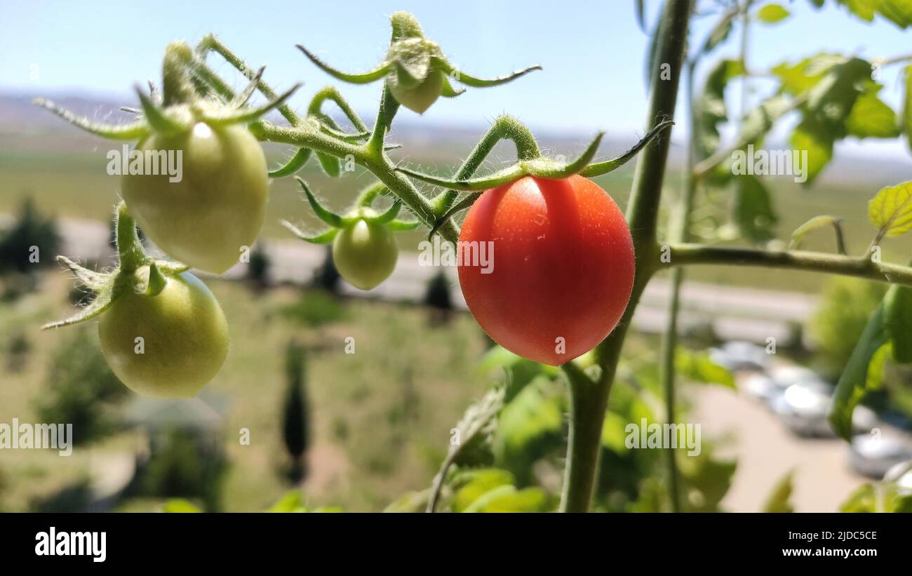 Small red tomato fruit hanging on a branch Stock Photo - Alamy