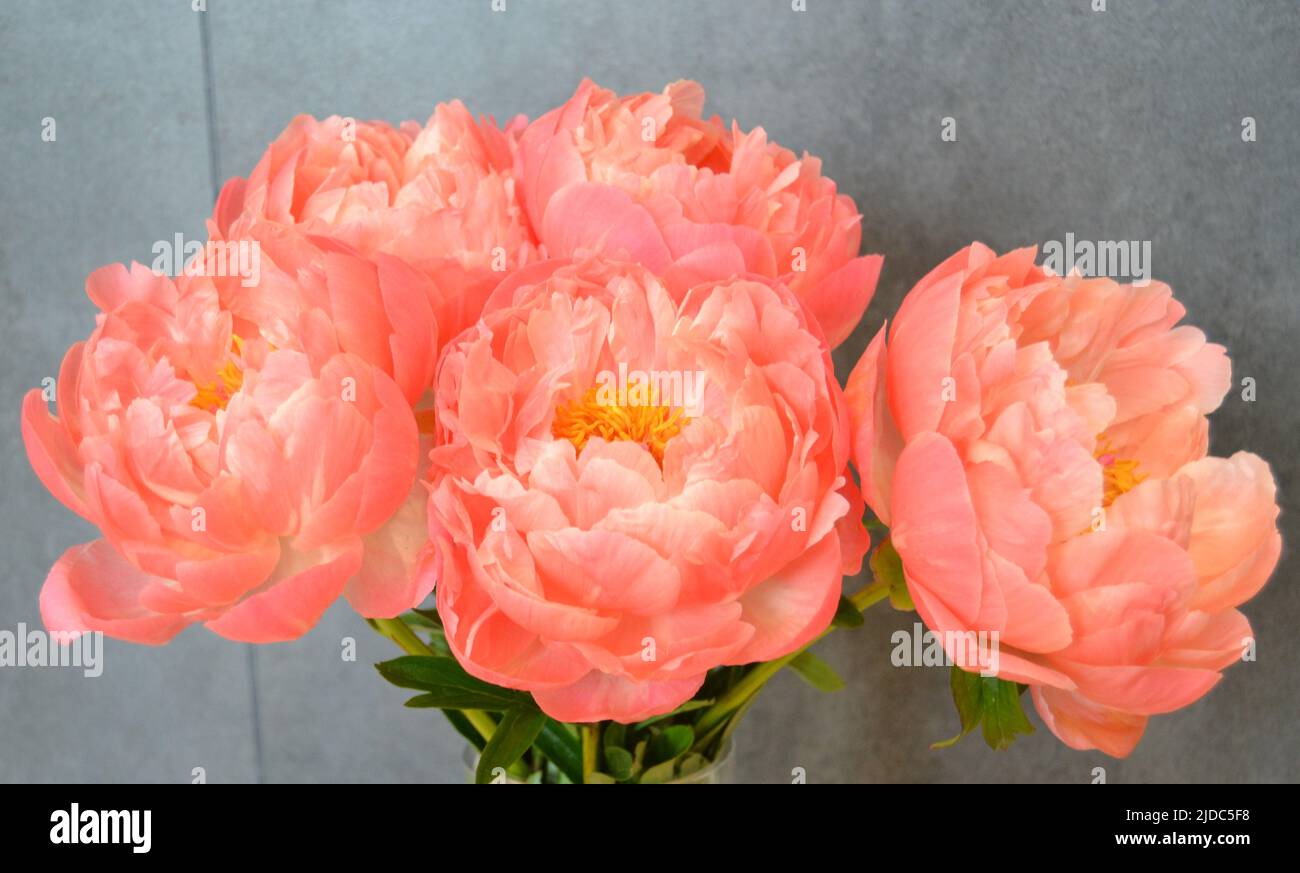 Abundance of Fresh bunch of Peonies Bouquet of different pink colors on ...
