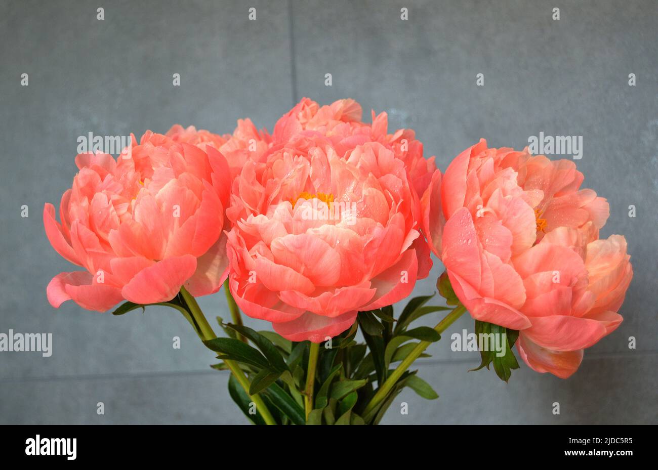 Abundance of Fresh bunch of Peonies Bouquet of different pink colors on ...