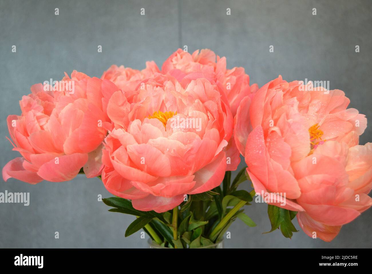 Abundance of Fresh bunch of Peonies Bouquet of different pink colors on ...