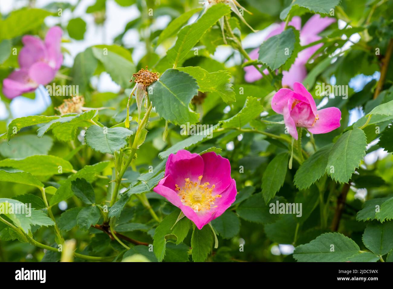 Hips flower hi-res stock photography and images - Alamy