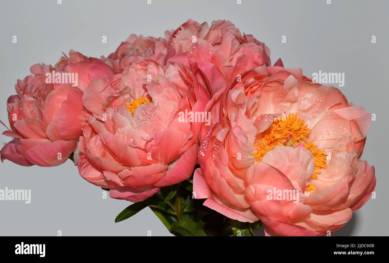 Abundance of Fresh bunch of Peonies Bouquet of different pink colors on ...