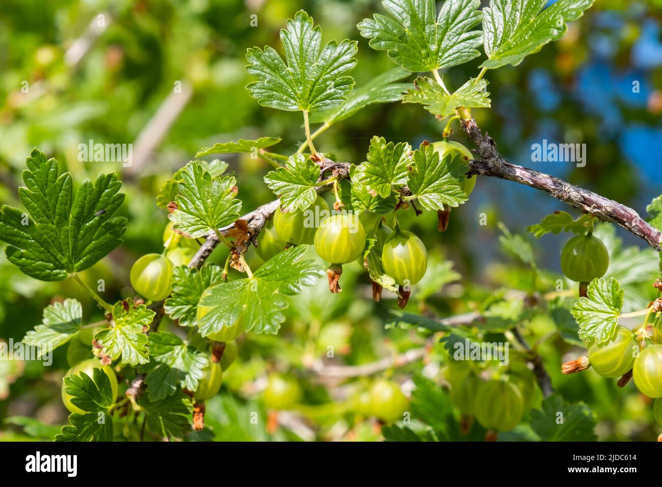 Gooseberry farm hi-res stock photography and images - Alamy
