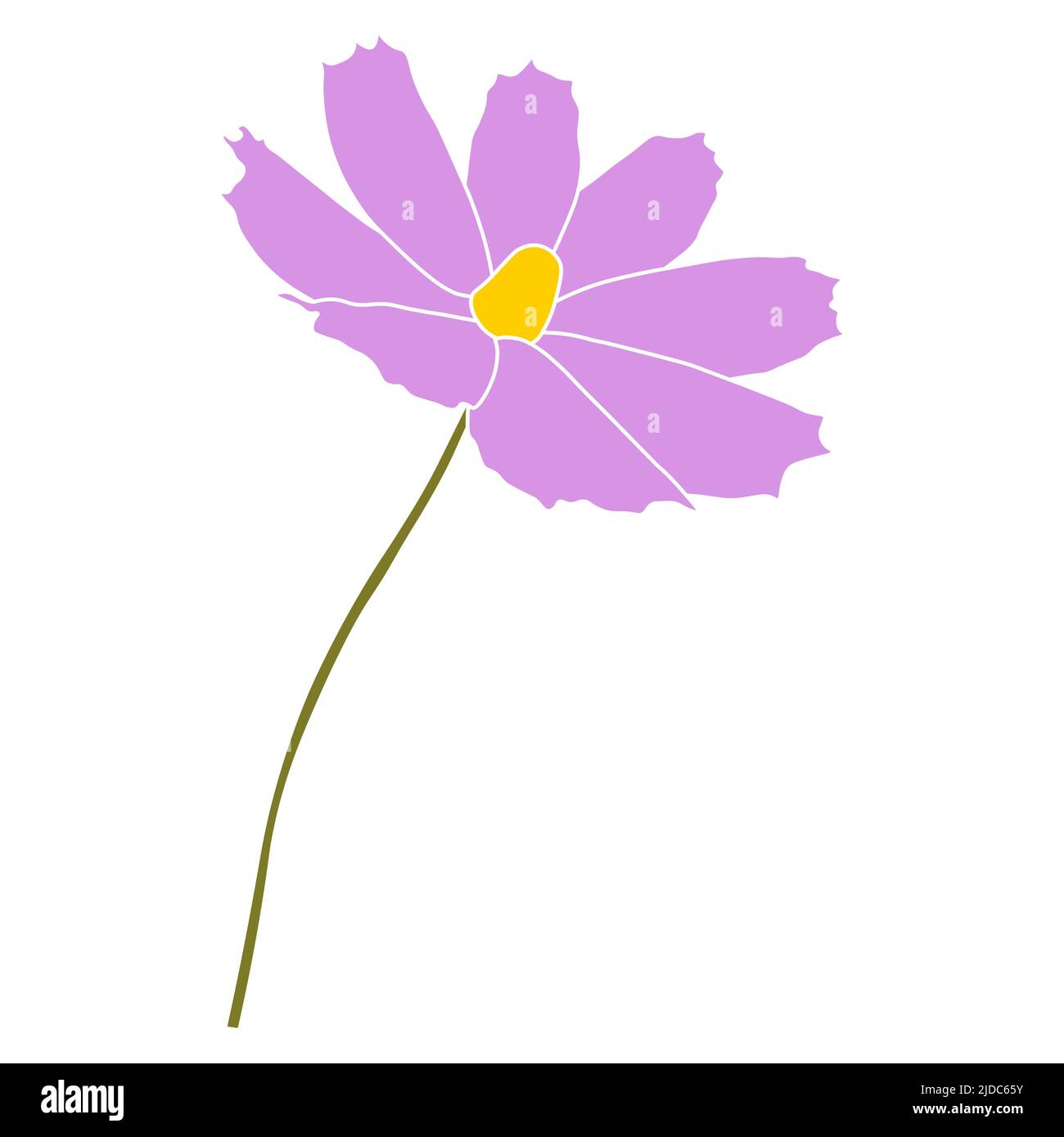 Single cosmos flower vector illustration isolated on white background ...