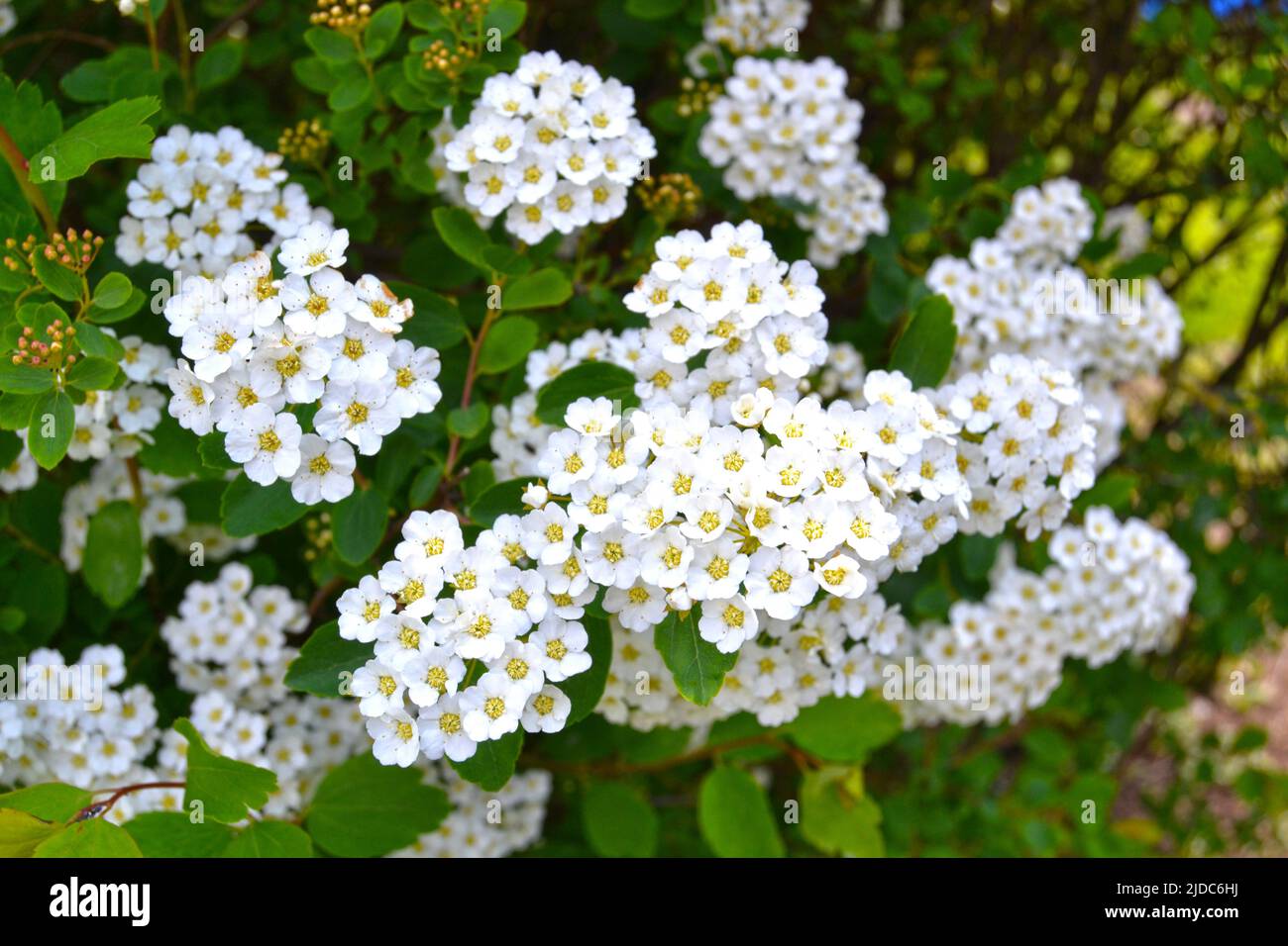 Sweet Alyssum flowers. Small white Lobularia Maritima flower plant for ...