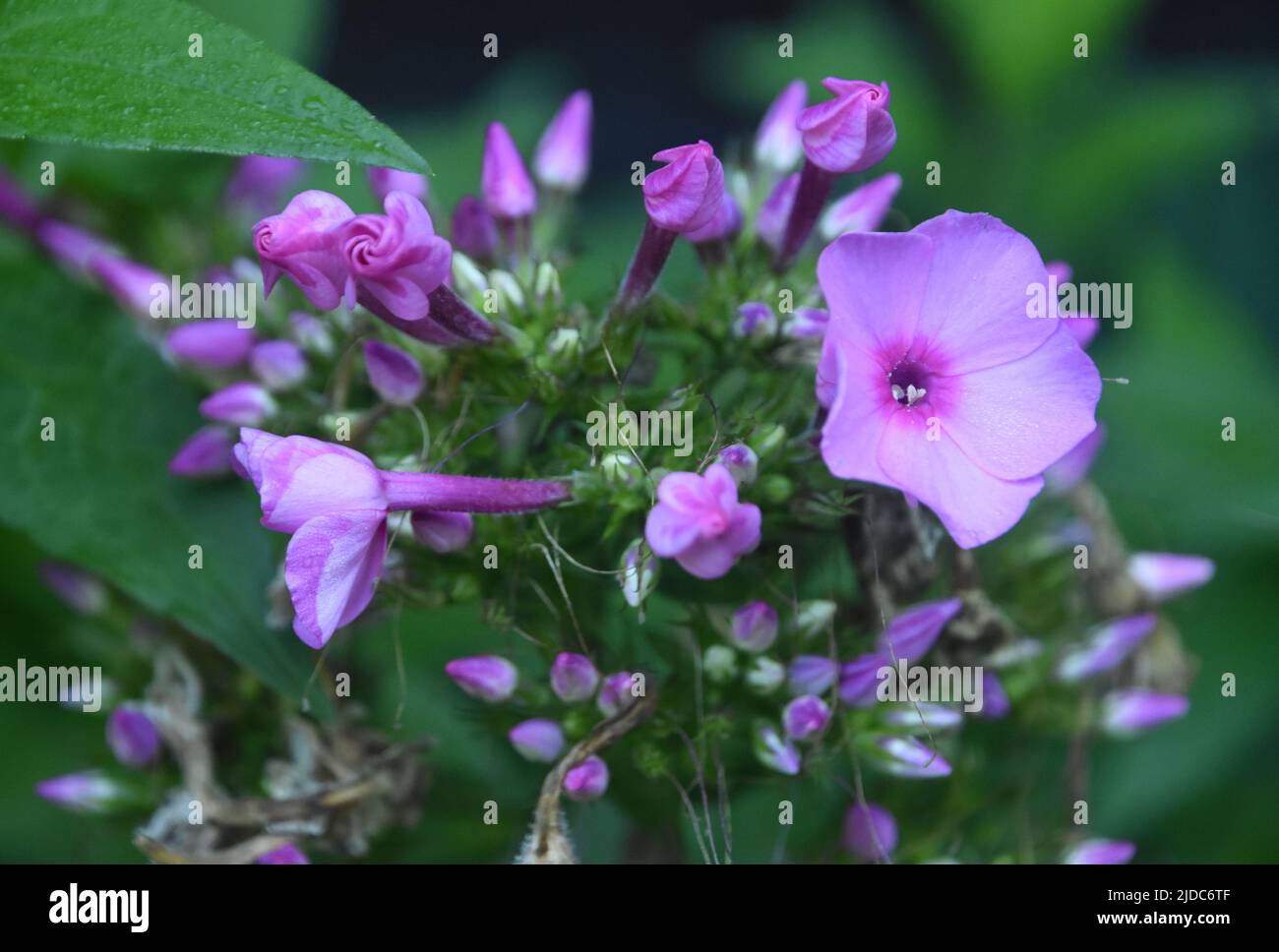 Beautiful garden with budding and blooming pink phlox flowers Stock ...