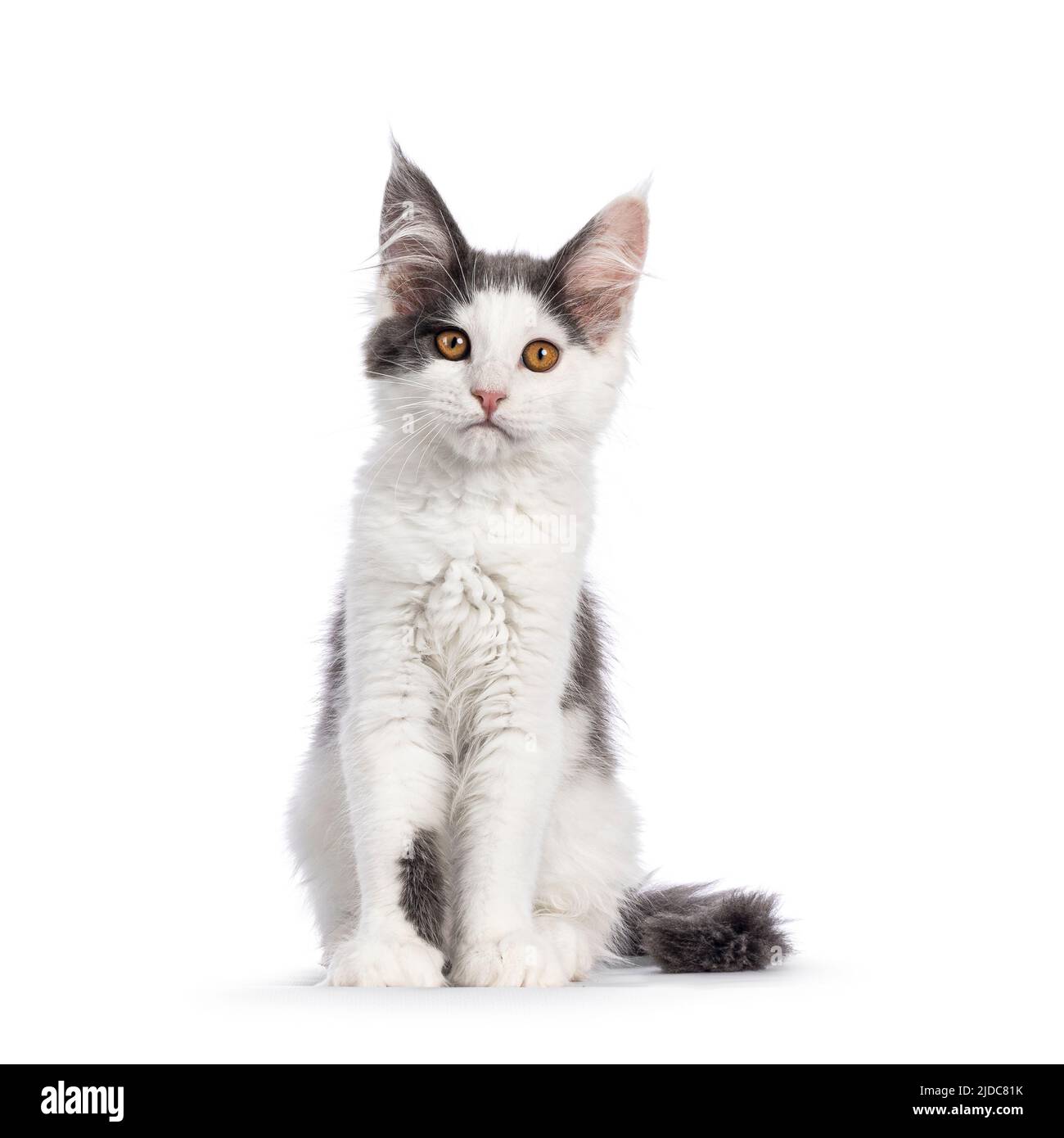 Cute blue white bicolor Maine Coon can kitten, sitting up facing front ...