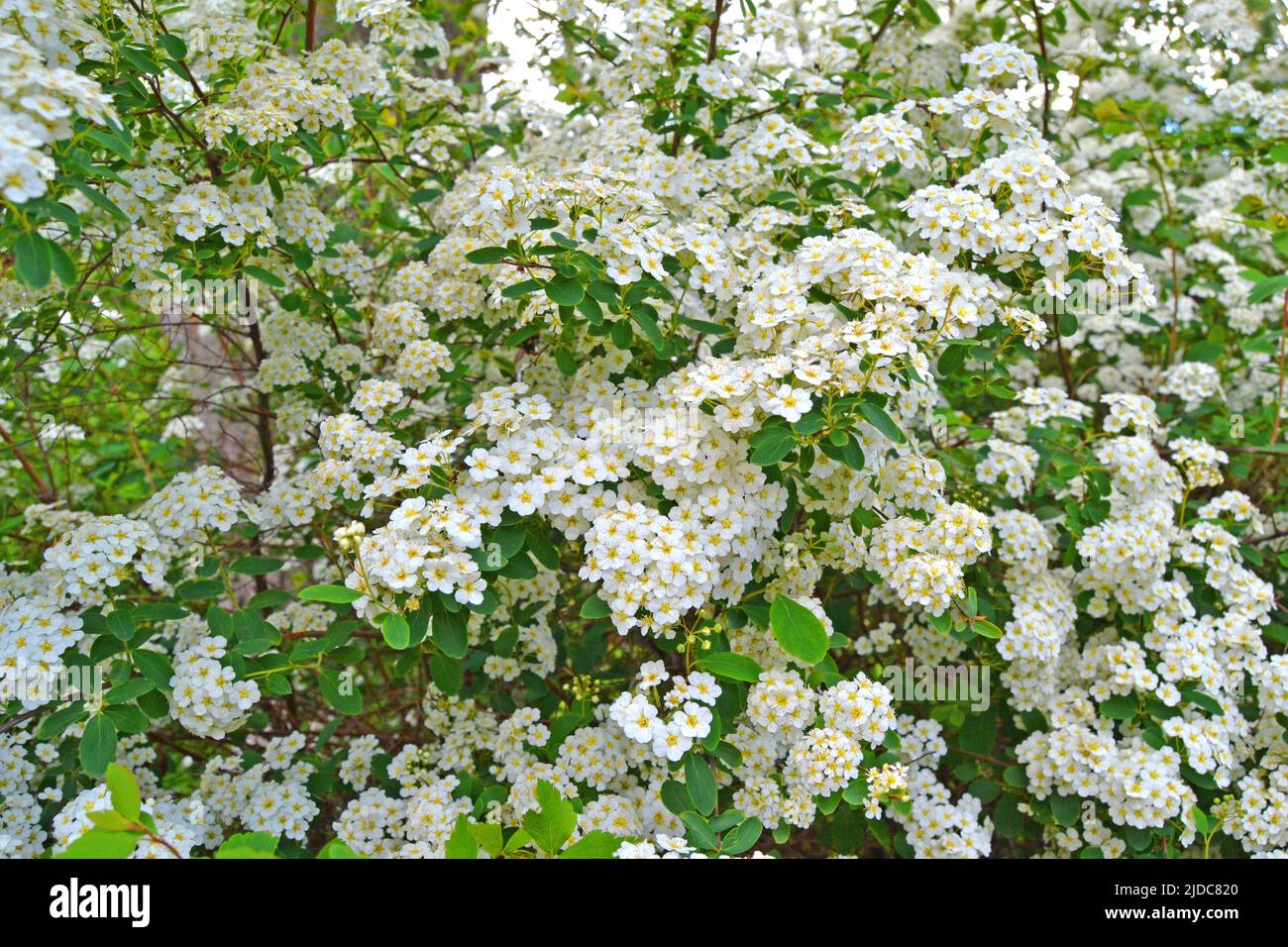 Alyssum flowers hi-res stock photography and images - Alamy
