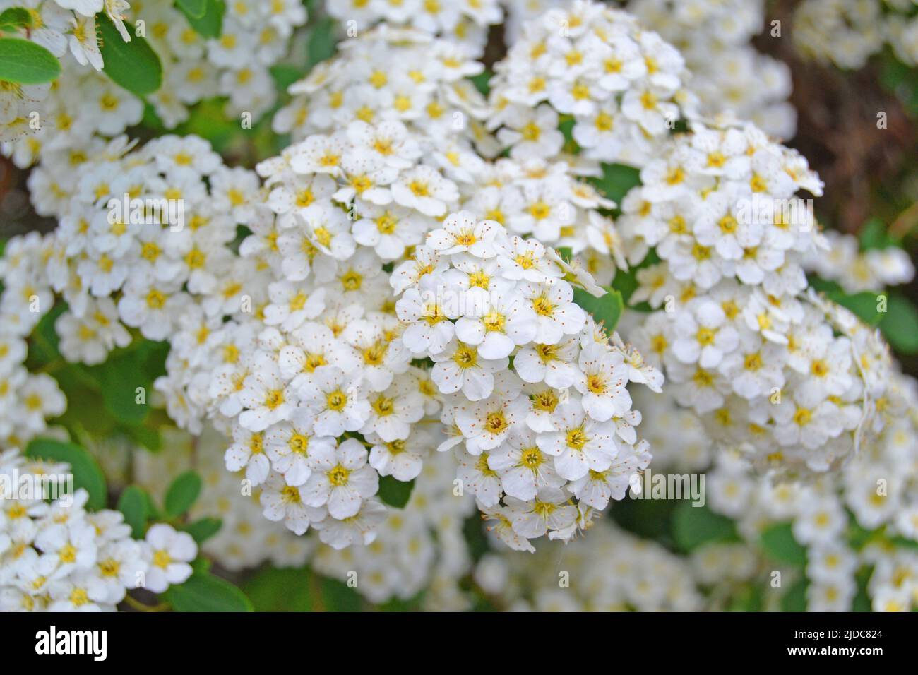 Sweet Alyssum flowers. Small white Lobularia Maritima flower plant for ...