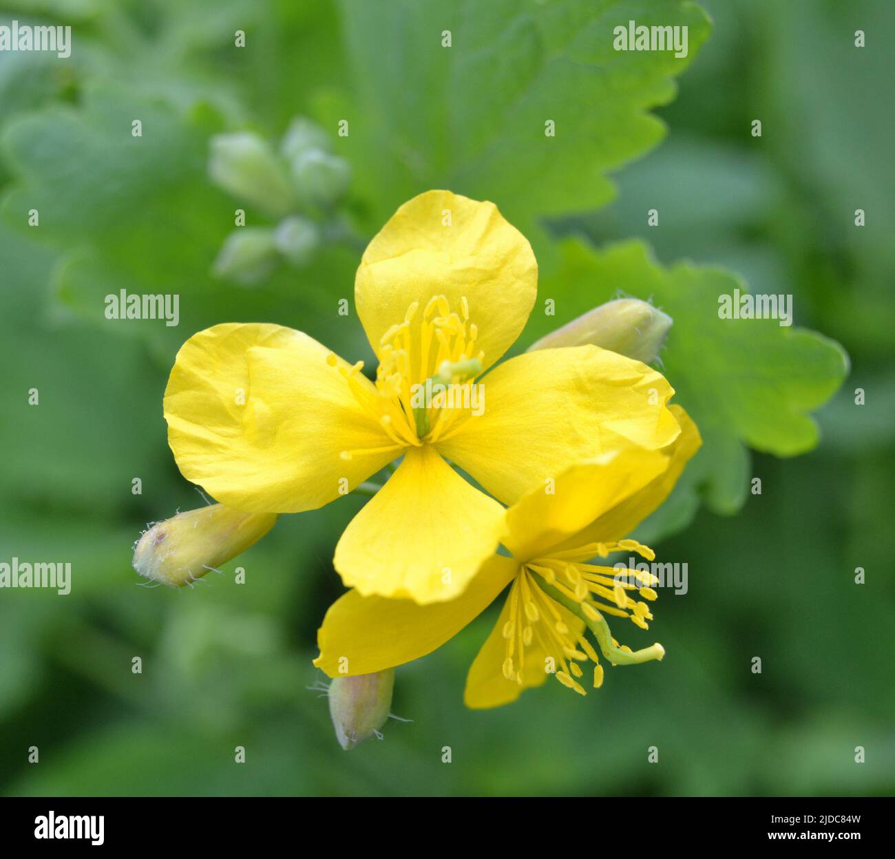 Yellow flower of Greater celandine, Chelidonium majus Stock Photo - Alamy