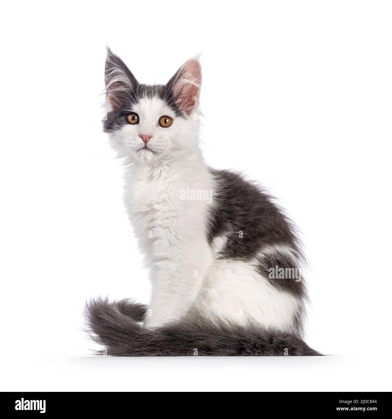 Cute blue white bicolor Maine Coon can kitten, sitting side ways with ...