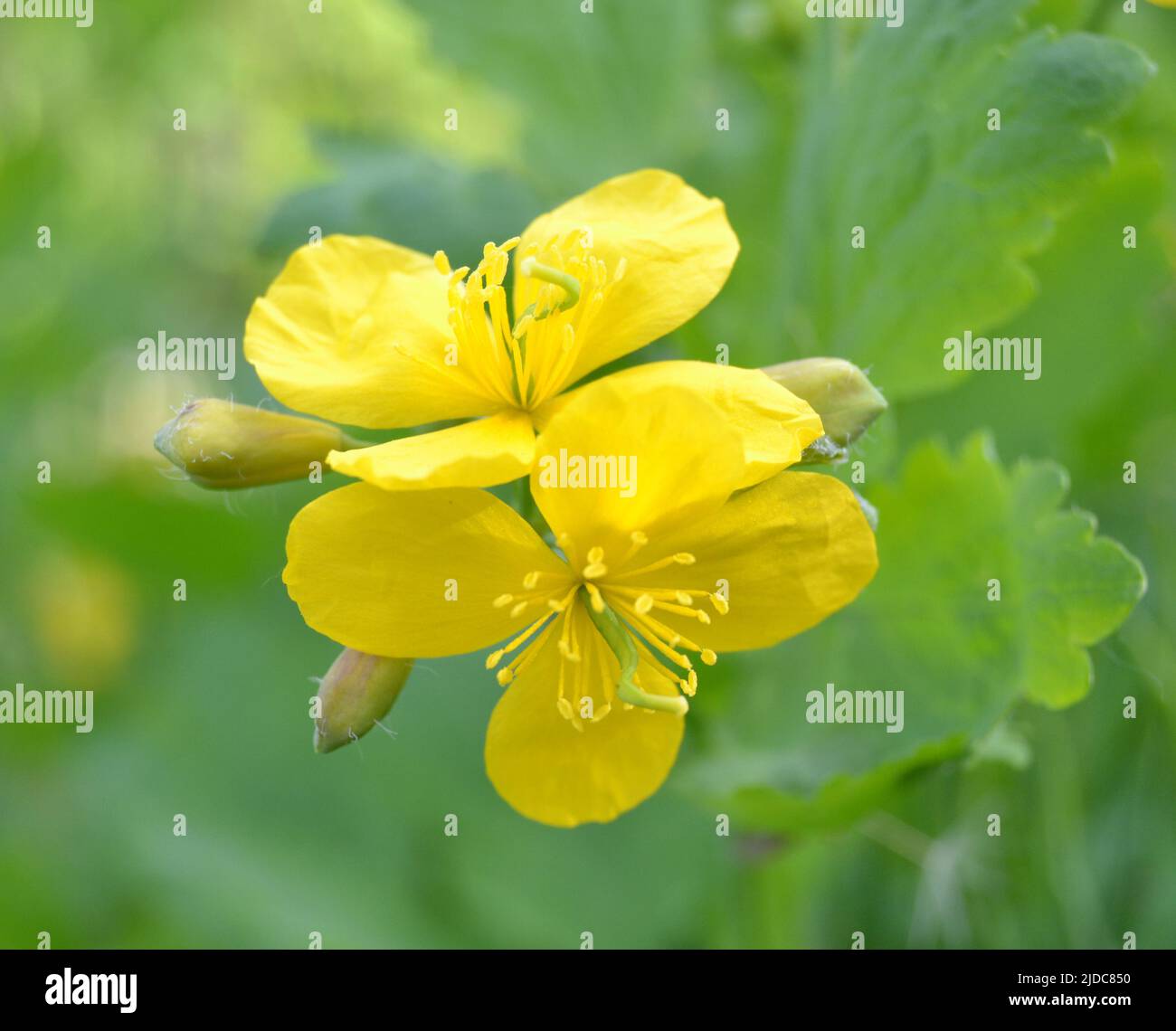 Yellow flower of Greater celandine, Chelidonium majus Stock Photo - Alamy