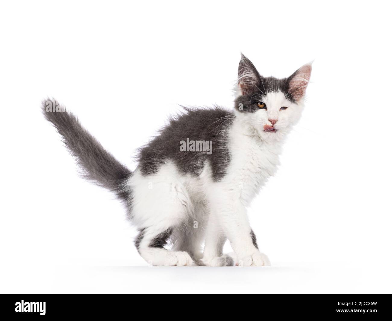 Cute blue white bicolor Maine Coon can kitten, standing in crazy ...
