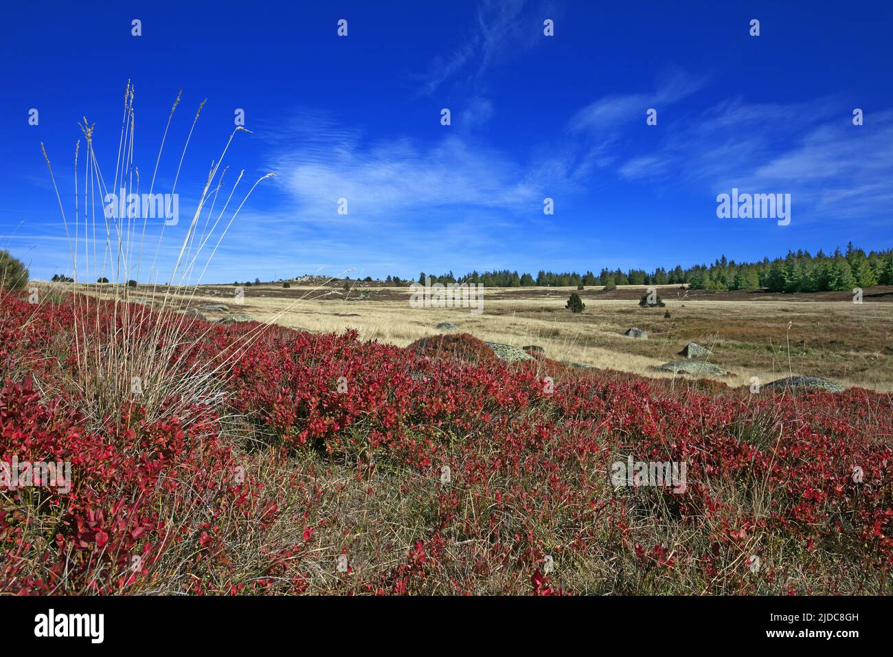 France, Lozere, Mont Lozere, landscape of the high plateaus ...