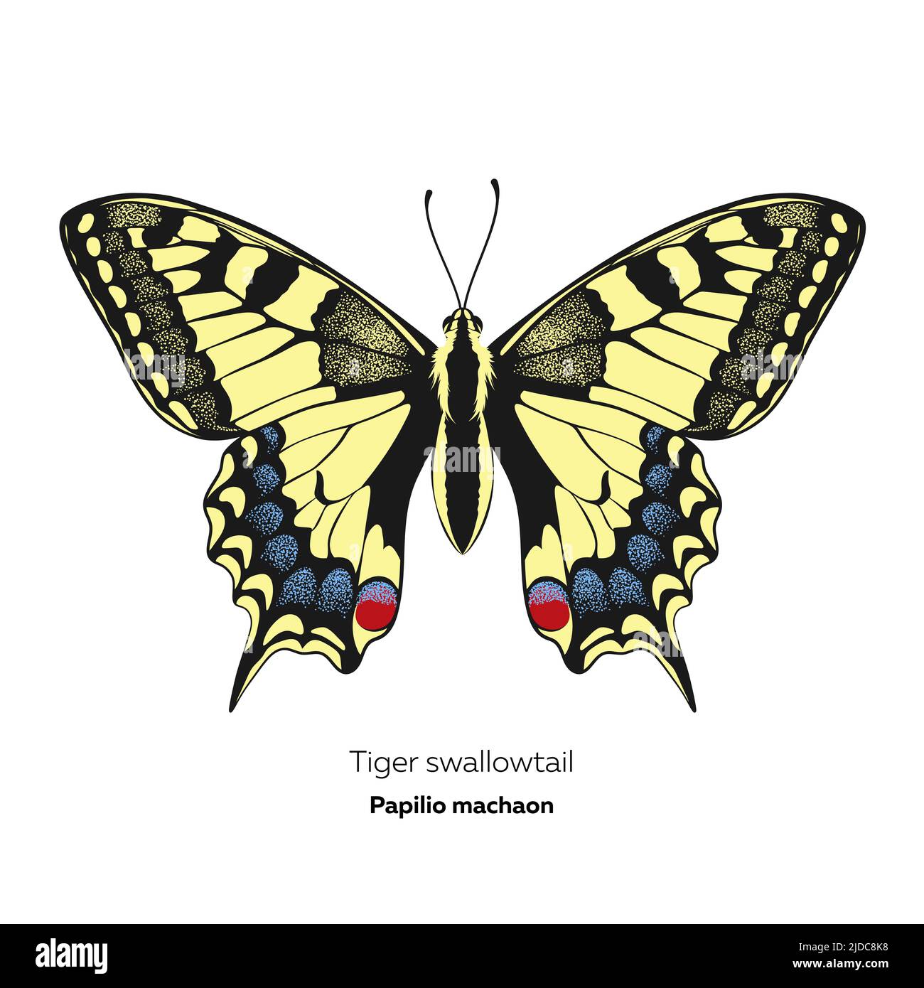 Flying tiger butterfly Cut Out Stock Images & Pictures - Alamy