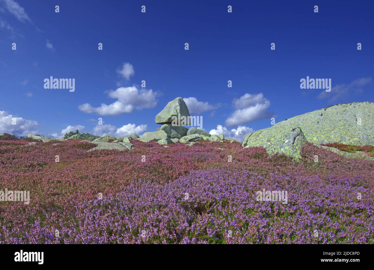France, Gard Genolhac, Mont Lozere, Pic Cassini, flowering heather ...