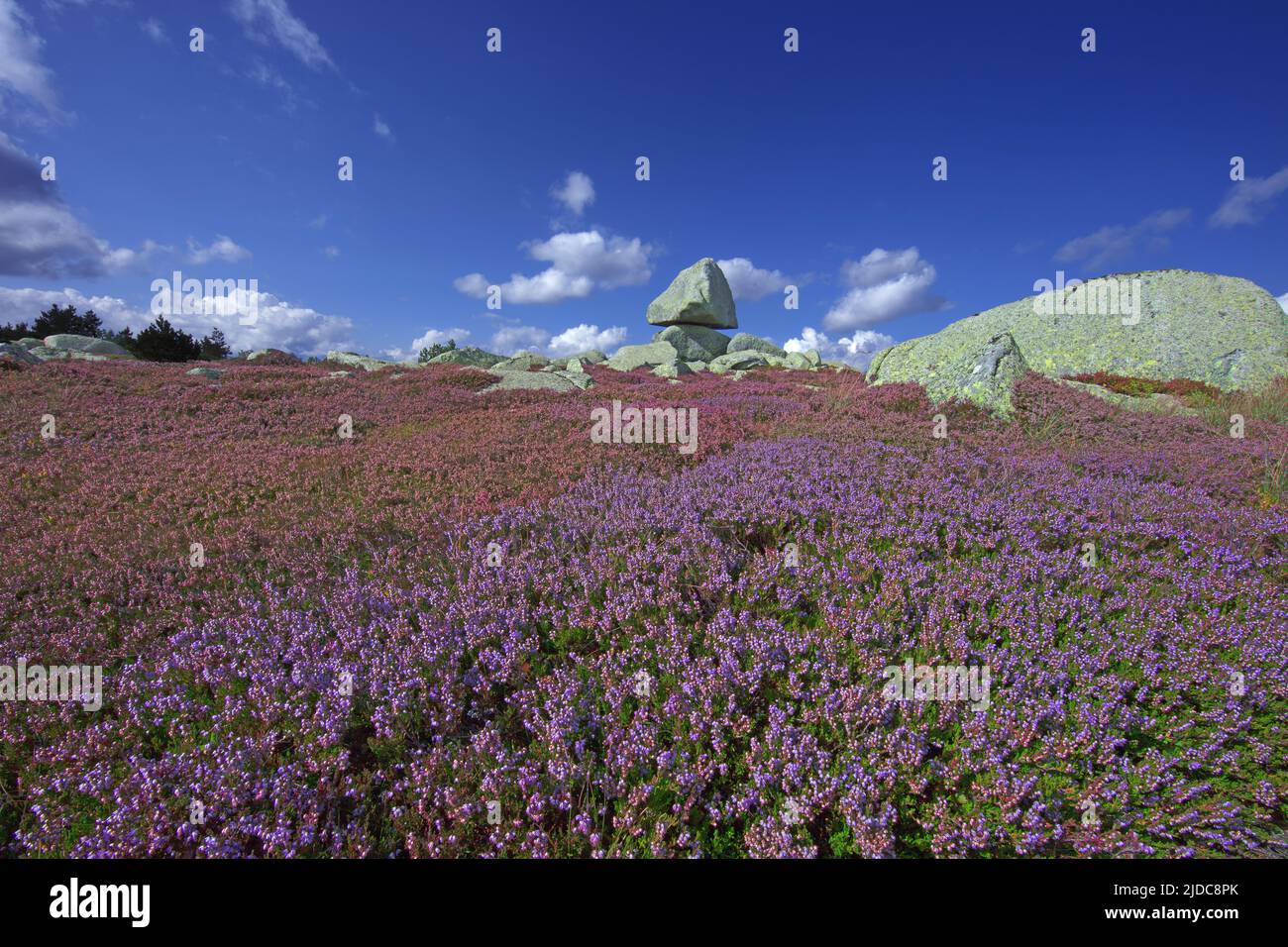 France, Gard Genolhac, Mont Lozere, Pic Cassini, flowering heather ...