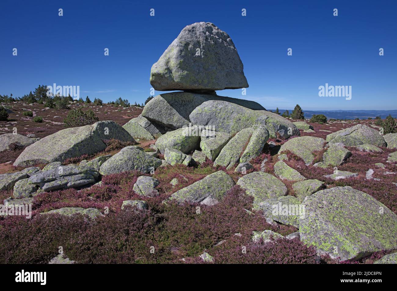 France, Gard Genolhac, Mont Lozere, Pic Cassini, flowering heather ...