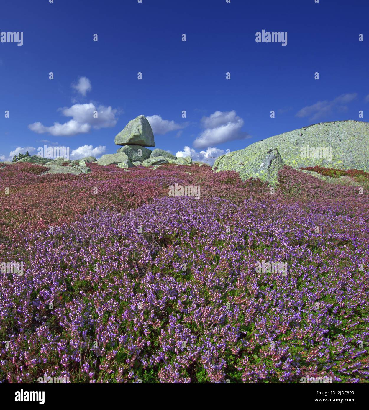 France, Gard Genolhac, Mont Lozere, Pic Cassini, flowering heather ...