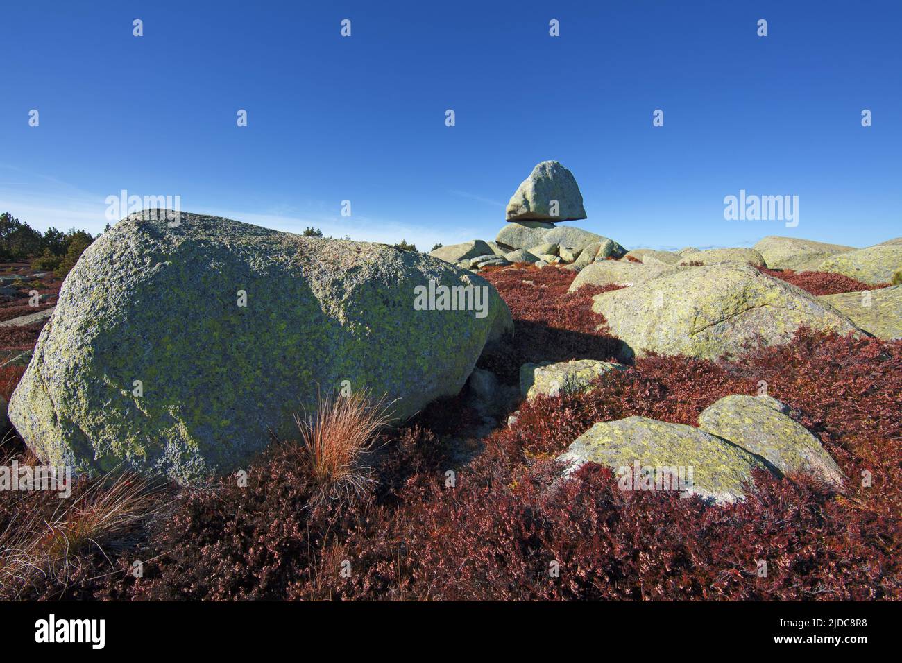 France, Gard Genolhac, Mont Lozere, Pic Cassini, flowering heather ...