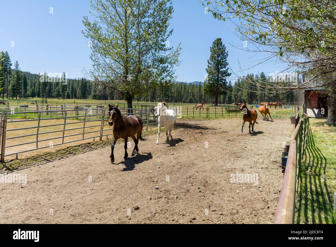 California horse stud and breeding farm Stock Photo - Alamy