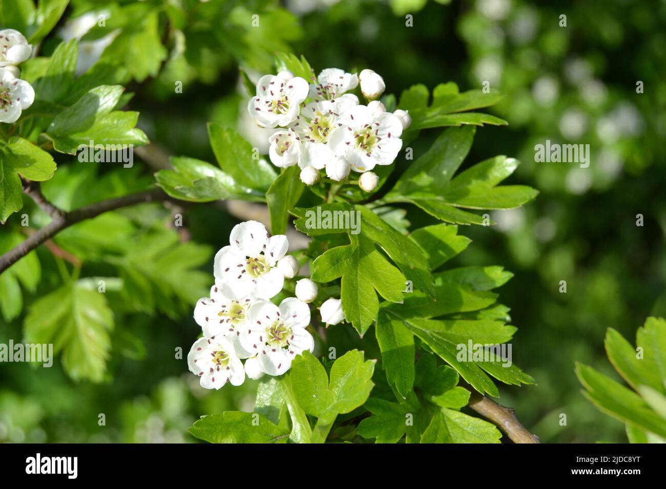 Sweet Alyssum flowers. Small white Lobularia Maritima flower plant for ...