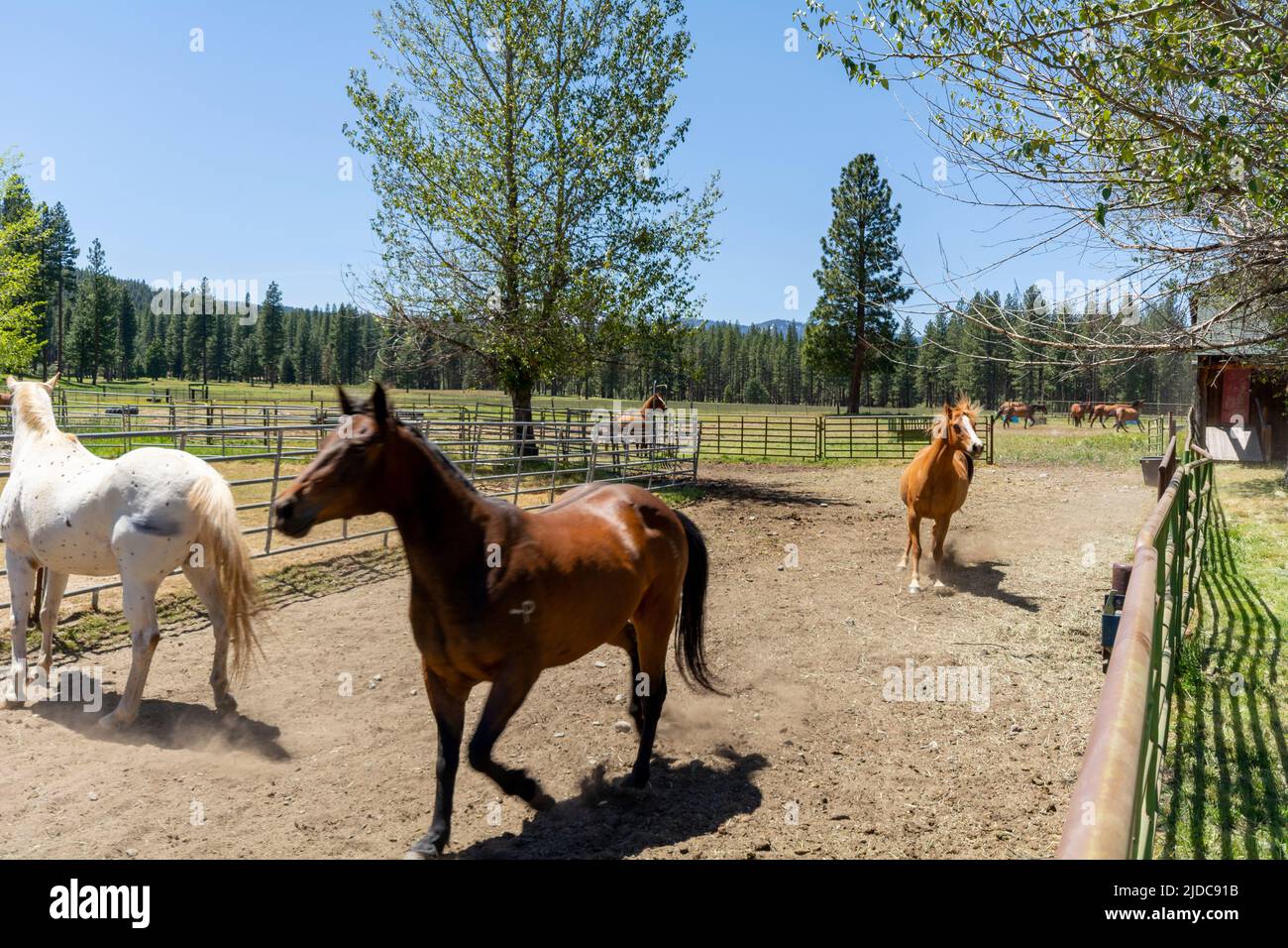 California horse stud and breeding farm Stock Photo - Alamy