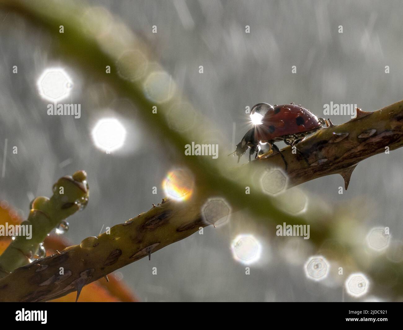 ladybug macro under the rain detail Stock Photo - Alamy