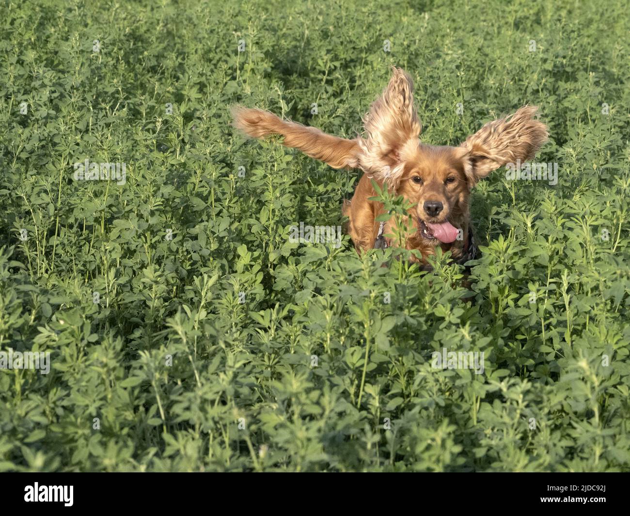 happy dog cocker spainel running in the green grass field Stock Photo ...