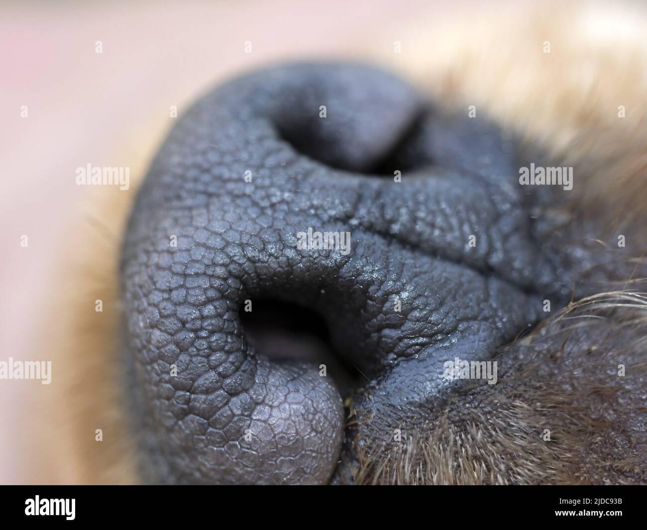 dog black nose close up detail macro english cocker spaniel Stock Photo ...