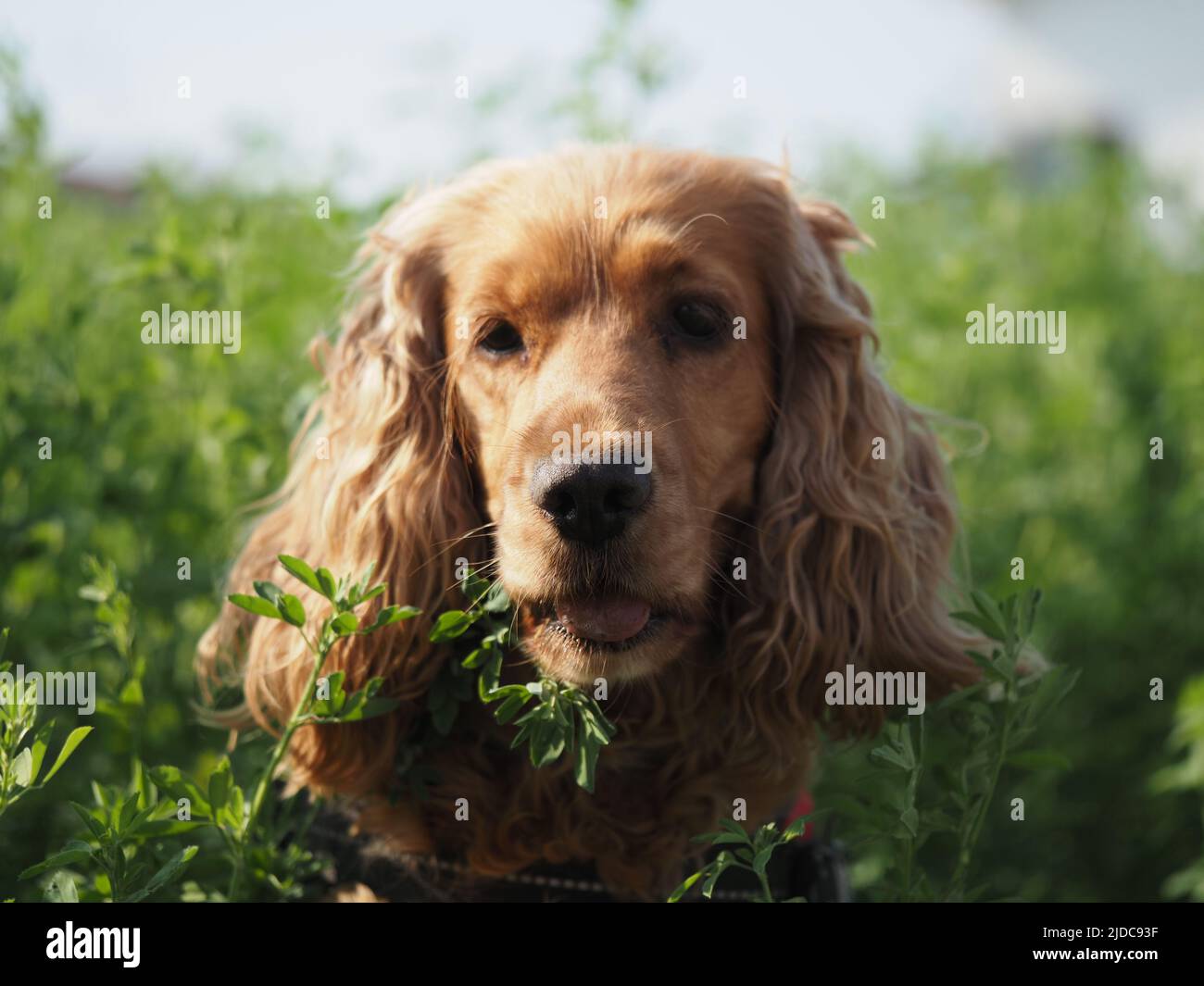 happy dog cocker spainel running in the green grass field Stock Photo ...