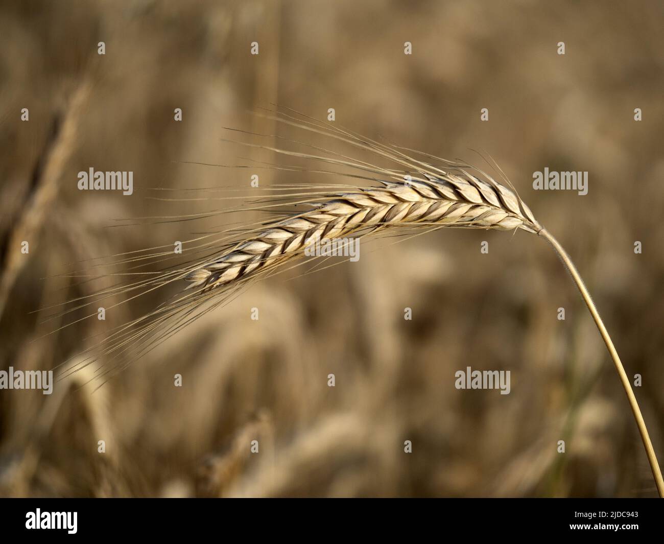 mature wheat spike ready to harvest detail macro close up Stock Photo ...