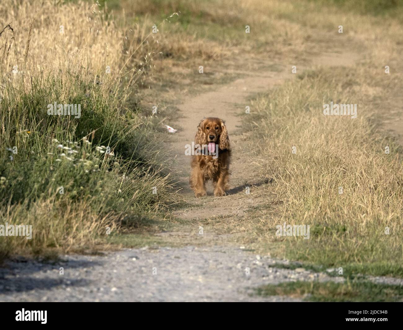 Spainel hi-res stock photography and images - Alamy