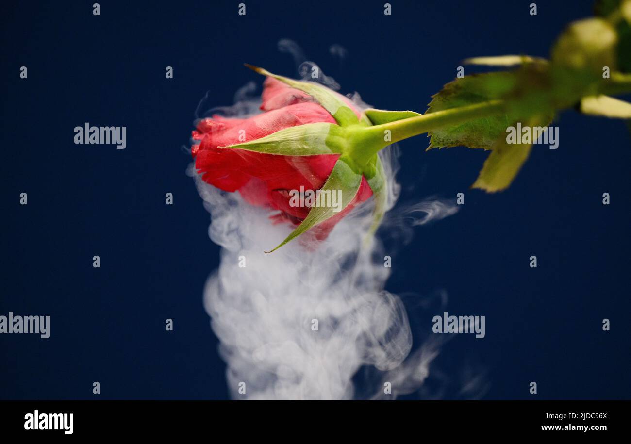 Rose in liquid nitrogen hi-res stock photography and images - Alamy