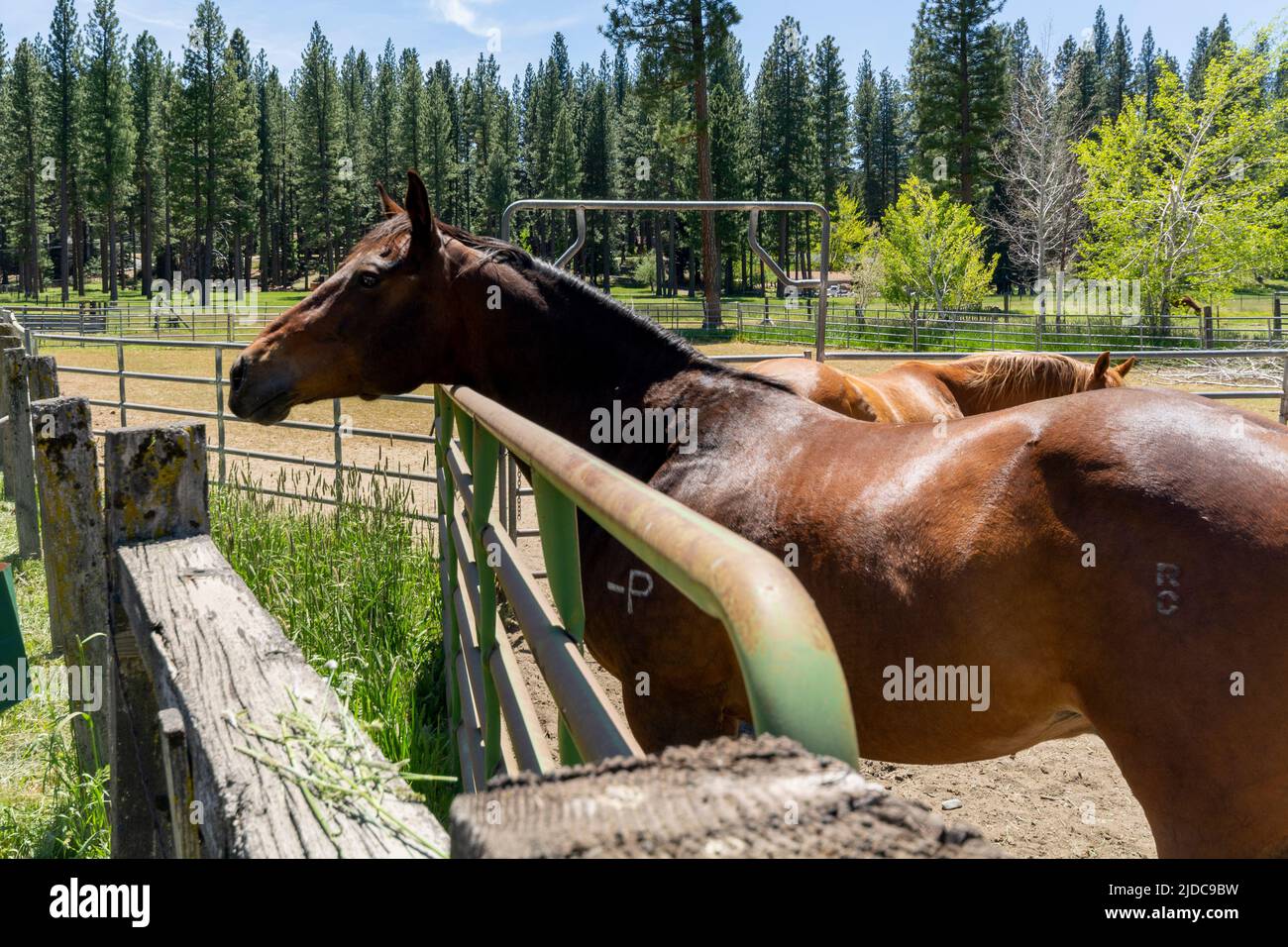 California horse stud and breeding farm Stock Photo - Alamy