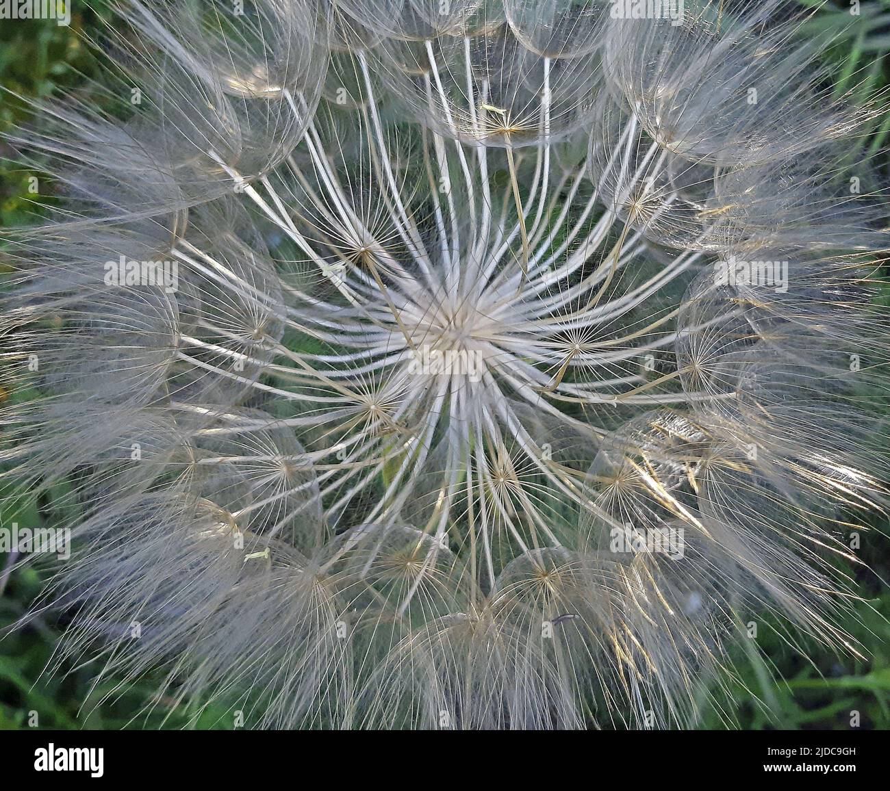 France, Dandelion, after flowering the Pappus, close-up view Stock ...
