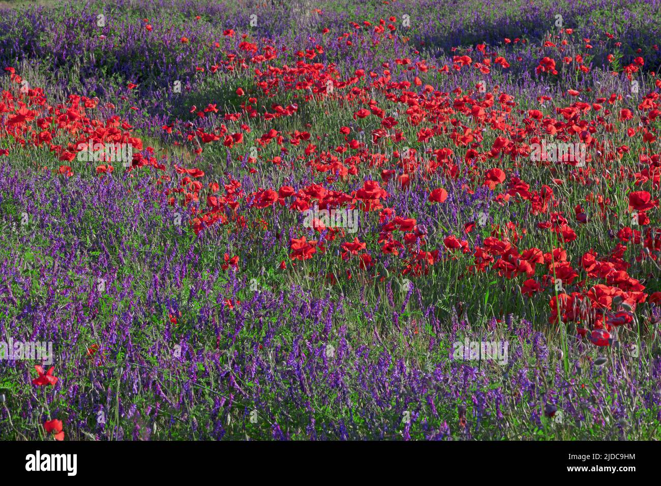 France, Landscape, poppy field Stock Photo - Alamy