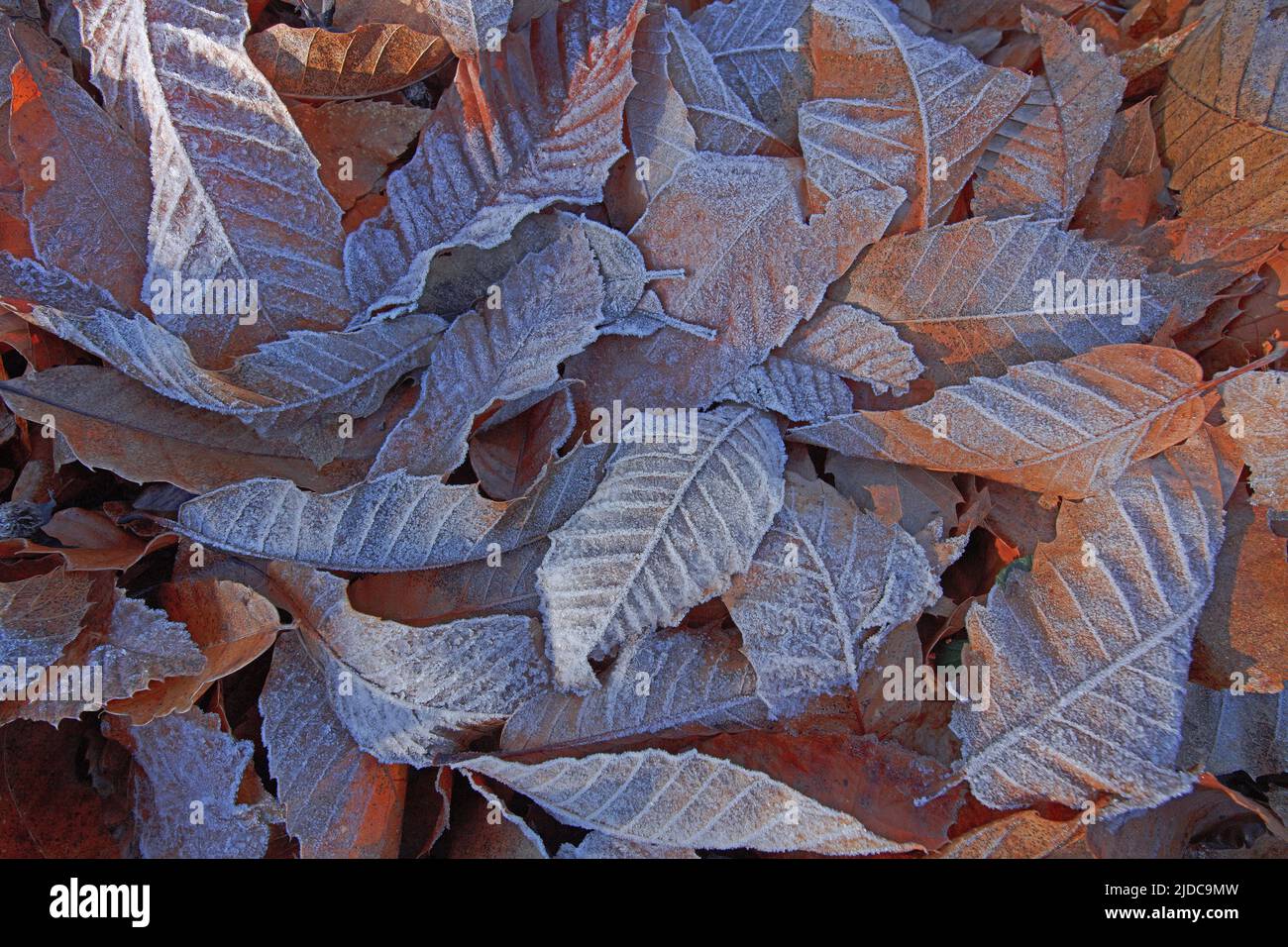 France, Lozère dead leaves of chestnut trees fallen to the ground ...