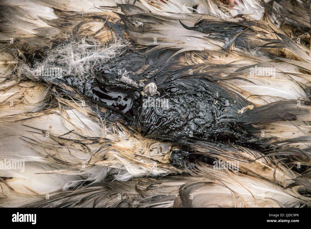 Northern fulmar scottish hi-res stock photography and images - Alamy