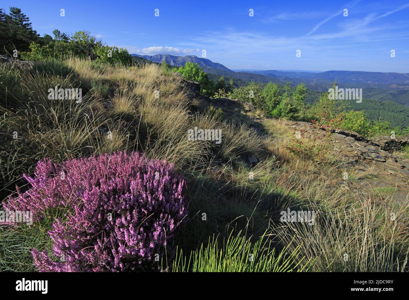 France, Gard Genolhac, Mont Lozere, Pic Cassini, flowering heather ...