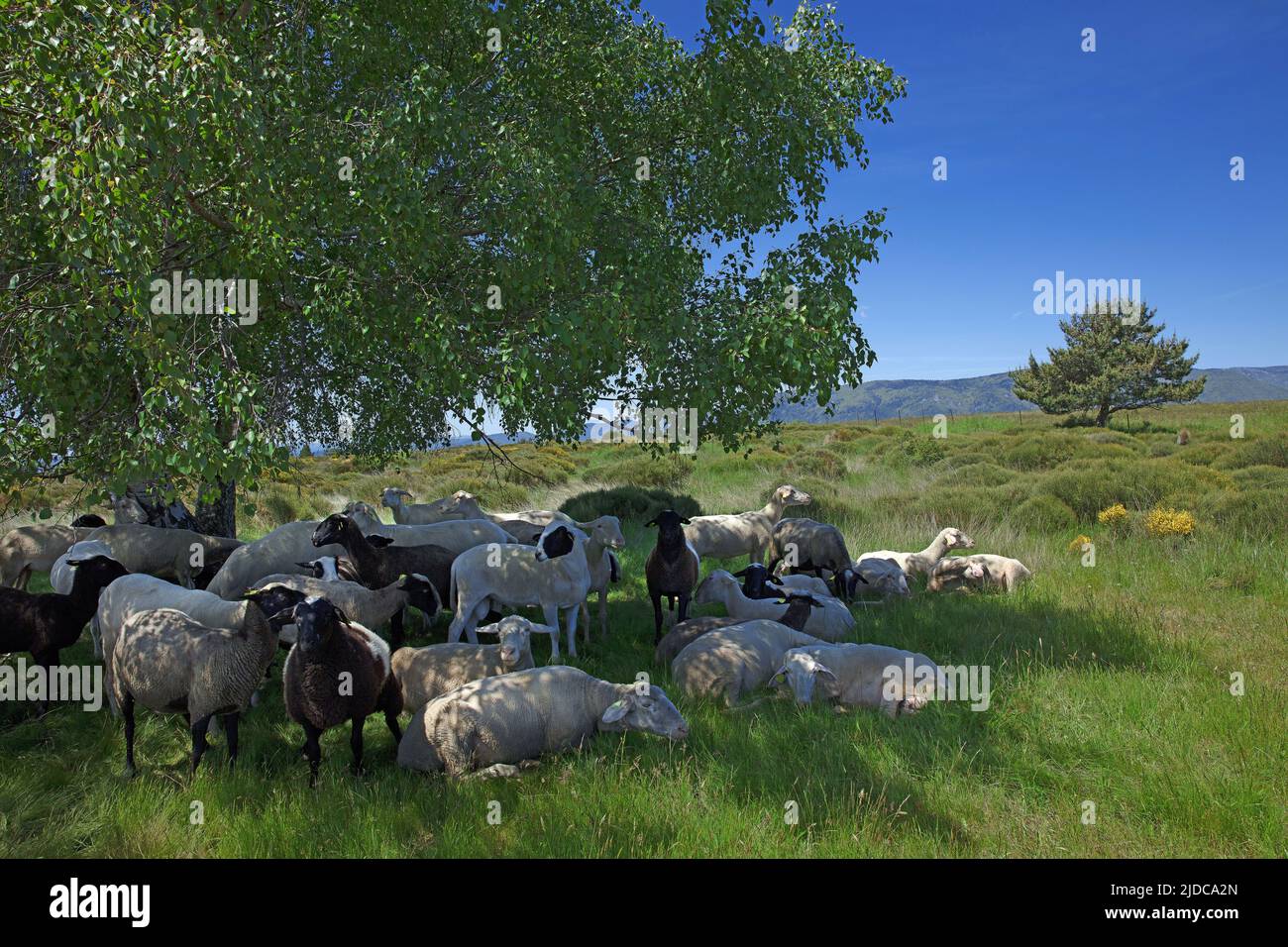 Sheep at rest hi-res stock photography and images - Alamy
