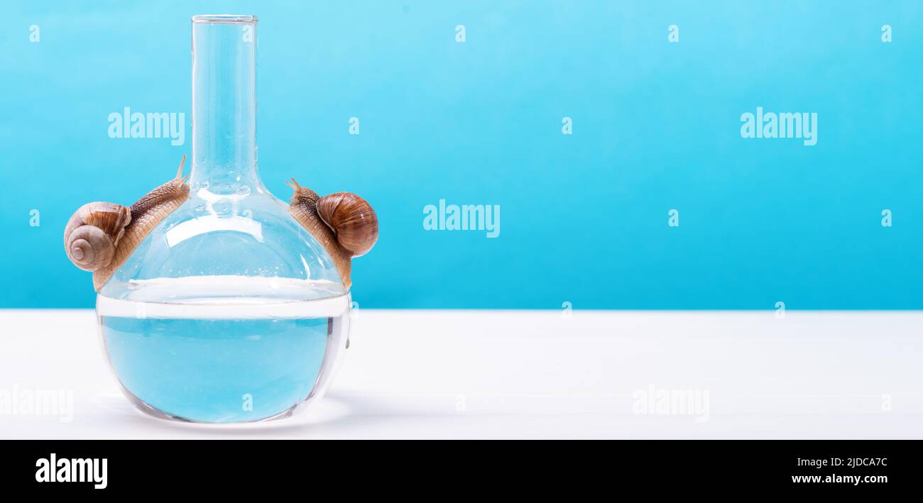 Two large snails on a chemical flask. Chemical flask with snails. Snail ...