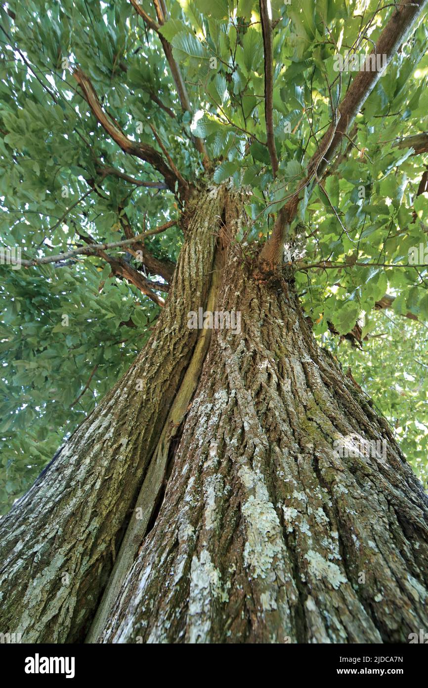 France, Lozère Chestnut tree, back view Stock Photo - Alamy
